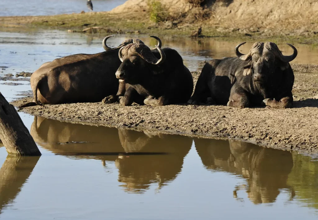 Big 5 Safari Guide: The Ultimate Guide To Africa's Most Famous Animals ...